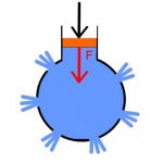 Principio de Pascal - Principio de